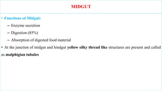 Chapter 3 Internal structure and function of insects.pptx