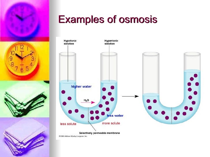 Chapter 3 Movement Of Substances