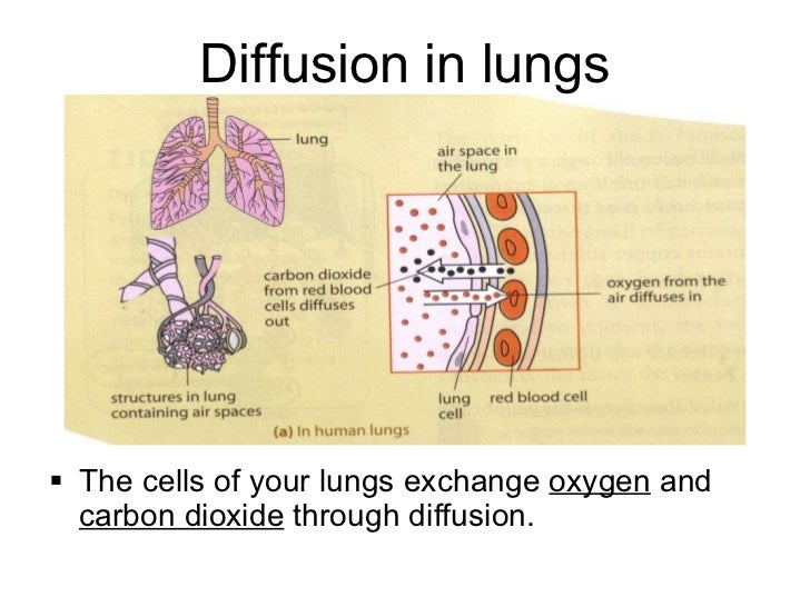 Chapter 3 movement of substances 2011