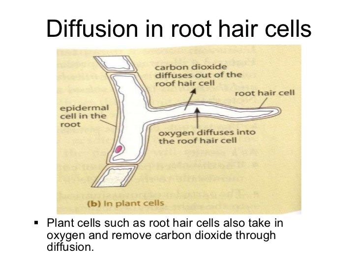 Chapter 3 movement of substances 2011
