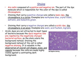 Chapter 3 observing microrganisms partial | PPT