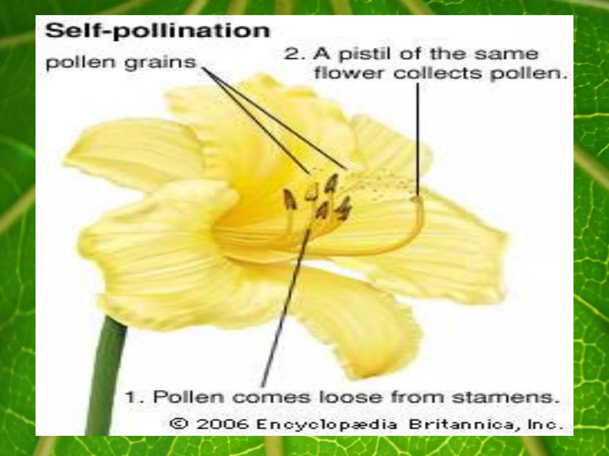 Chapter 3 : Perpetuation of Life | PPTX