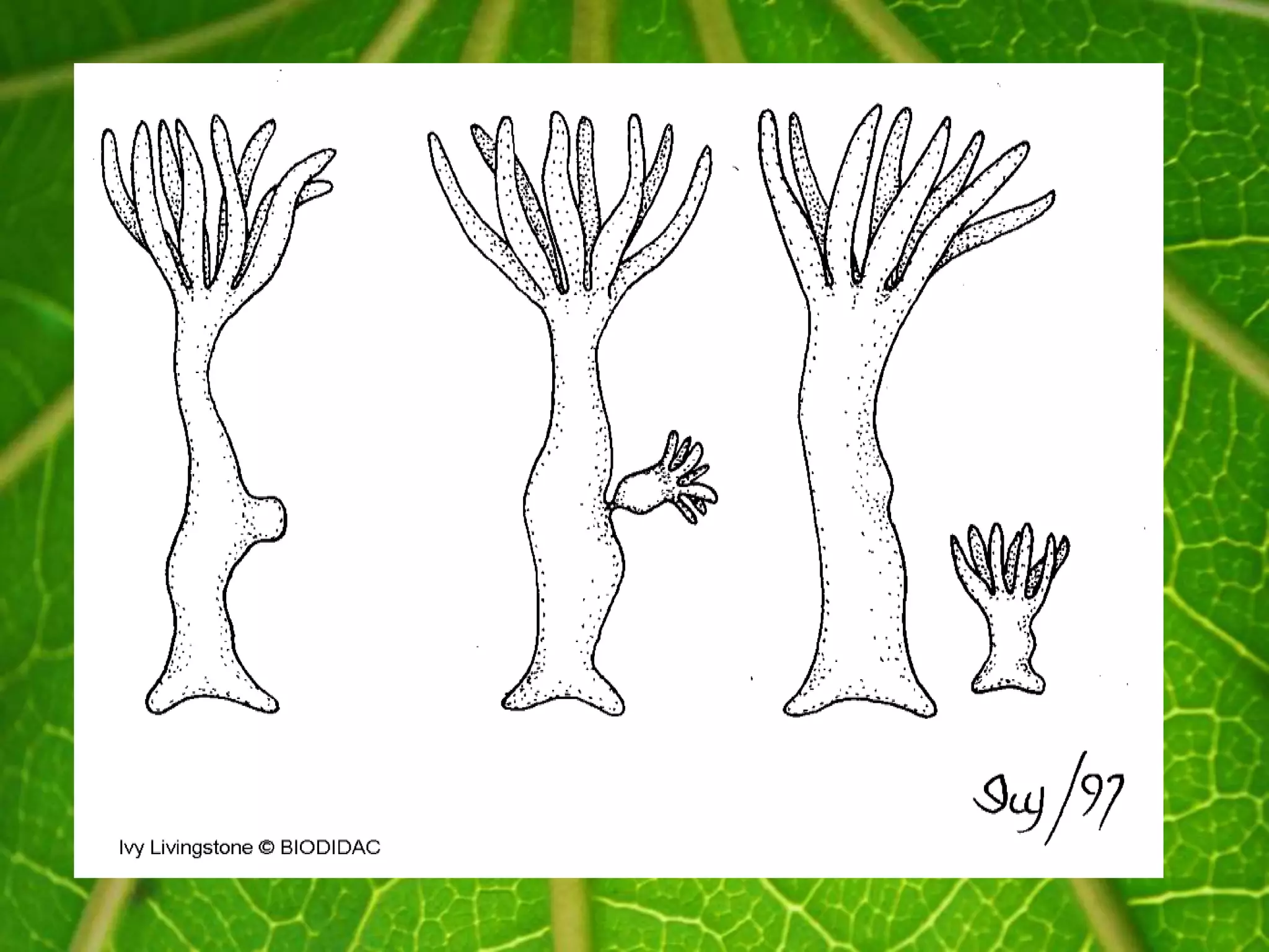 Chapter 3 : Perpetuation of Life | PPTX