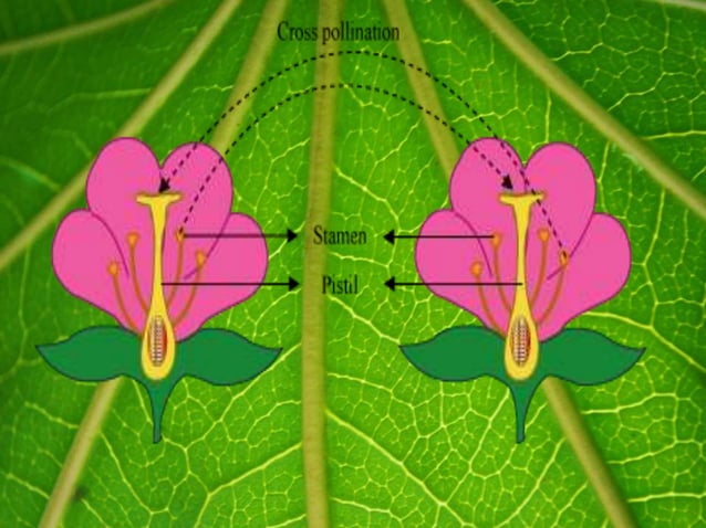 Chapter 3 : Perpetuation of Life | PPTX | Infertility | Reproductive Health