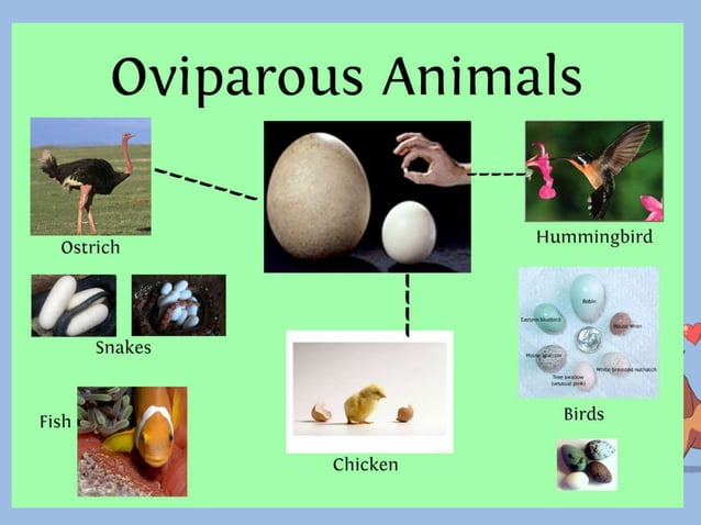 Chapter 3 : Perpetuation of Life | PPTX | Infertility | Reproductive Health