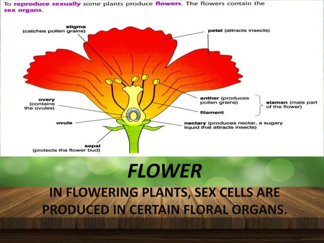 Chapter 3 : Perpetuation of Life | PPTX | Infertility | Reproductive Health