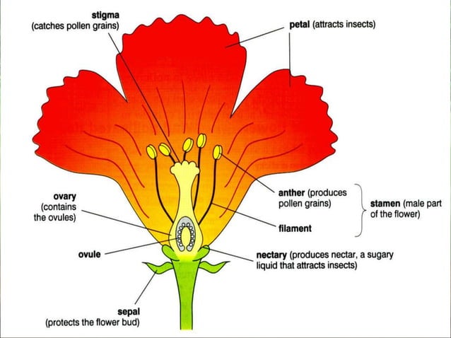 Chapter 3 : Perpetuation of Life | PPTX | Infertility | Reproductive Health
