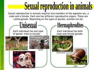 Chapter 3 : Perpetuation of Life | PPT