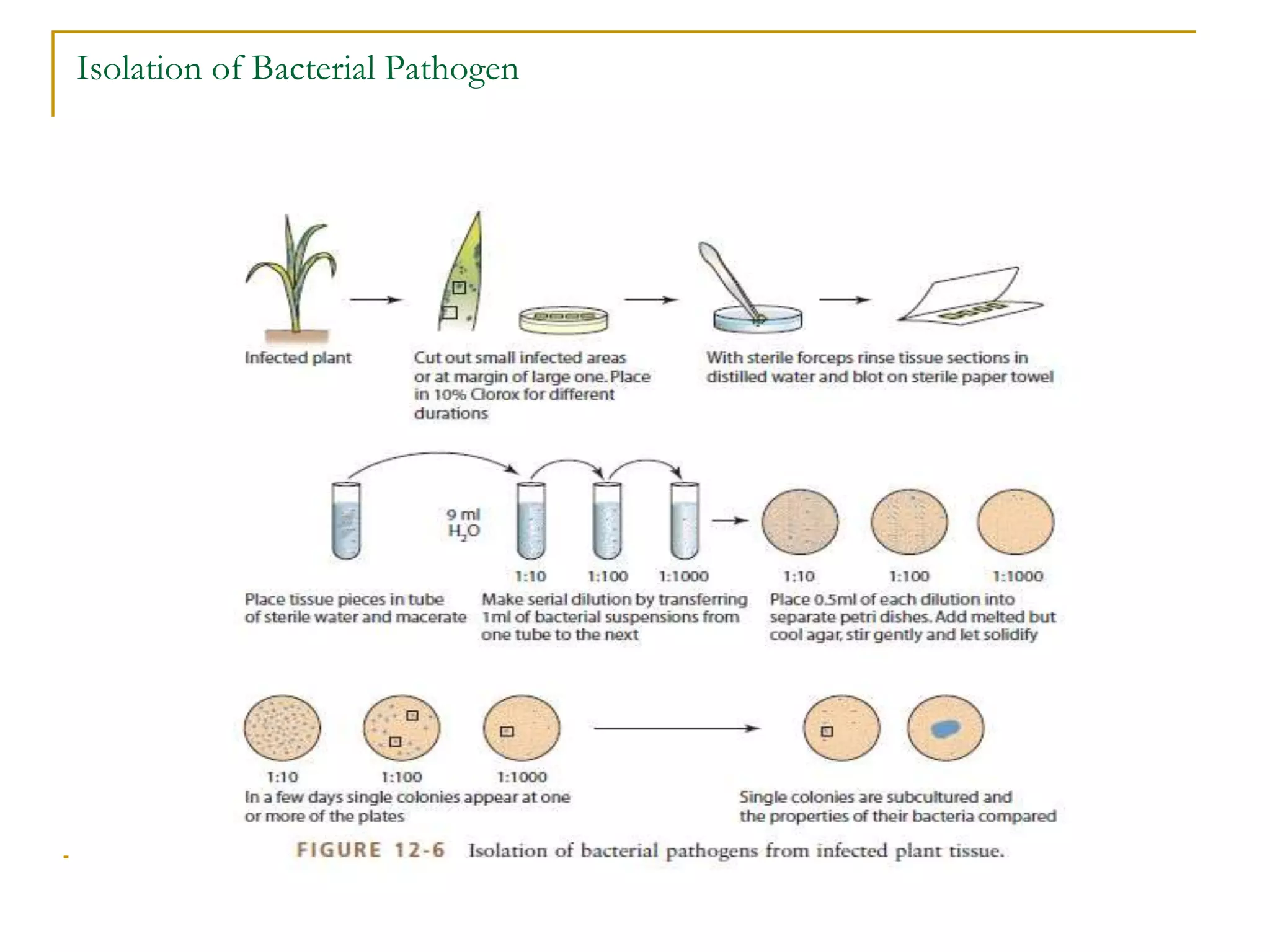 Chapter_ 3 Plant pathogenic Bacteria _identification and classification.ppt