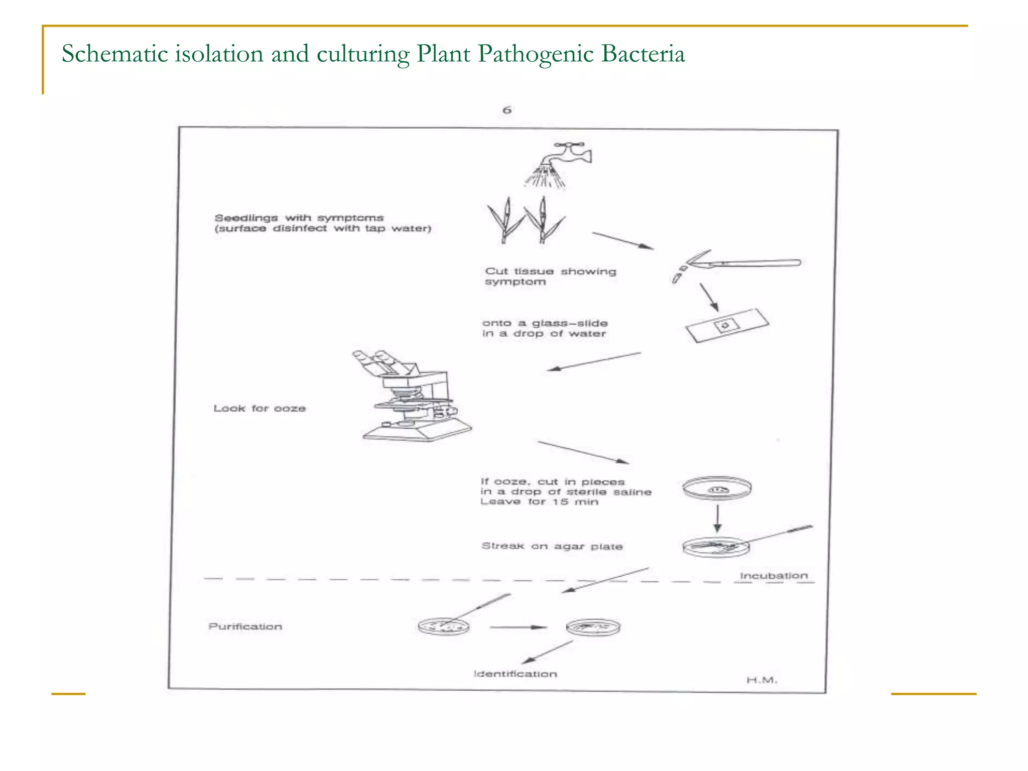 Chapter_ 3 Plant pathogenic Bacteria _identification and classification.ppt