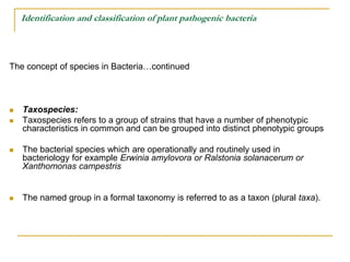 Chapter_ 3 Plant pathogenic Bacteria _identification and classification.ppt