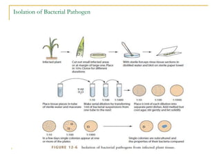 Chapter_ 3 Plant pathogenic Bacteria _identification and classification ...