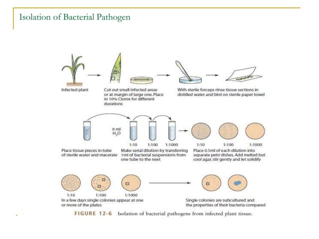 Chapter_ 3 Plant pathogenic Bacteria _identification and classification ...