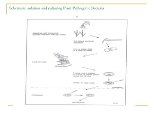 Chapter_ 3 Plant pathogenic Bacteria _identification and classification.ppt
