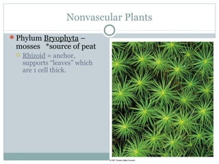 Chapter 3 plants | PPT | Gardening | Home & Garden