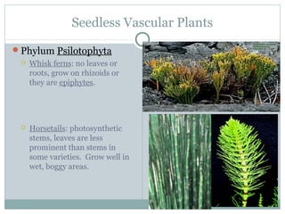 Chapter 3 plants | PPT | Gardening | Home & Garden