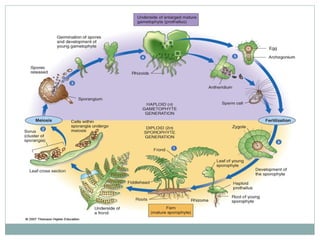 Chapter 3 plants | PPT