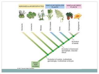 Chapter 3 plants | PPT | Gardening | Home & Garden