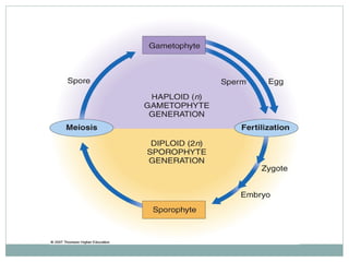 Chapter 3 plants | PPT