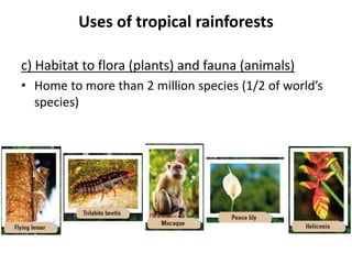 Sec 1 Chapter 3 Tropical Rainforests | PPTX