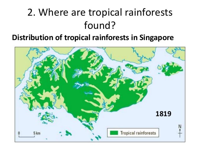Distribution of tropical rainforests in Singapore – Sec 1 Geography Notes