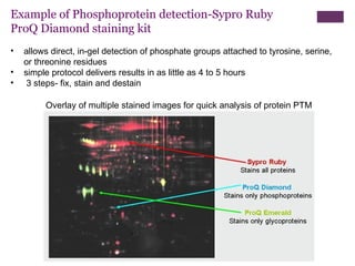Chapter 3_Protein Separation Part 2.pptm.pptx