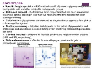 Chapter 3_Protein Separation Part 2.pptm.pptx