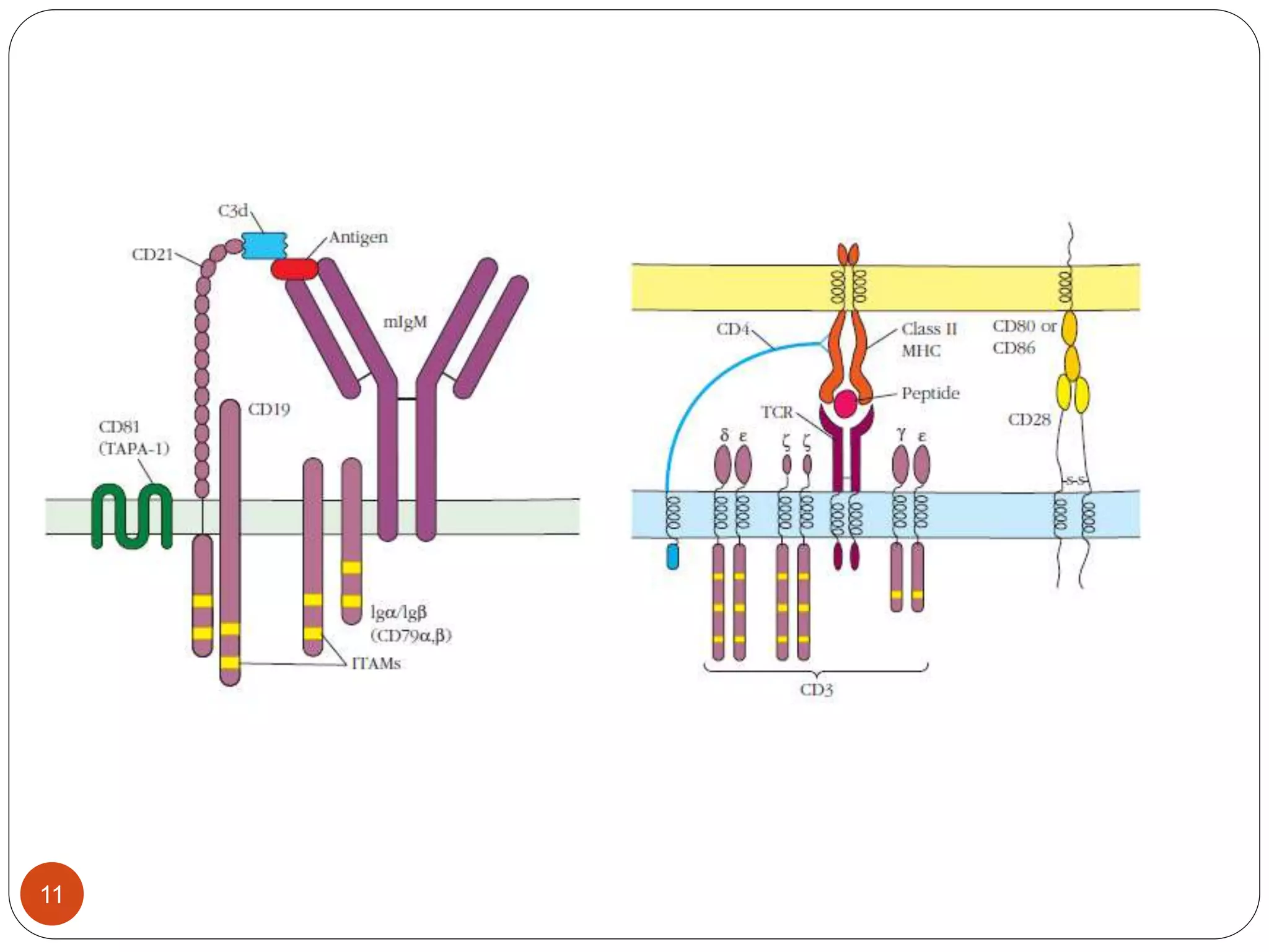 chapter 3 receptors and signaling pathway.ppt