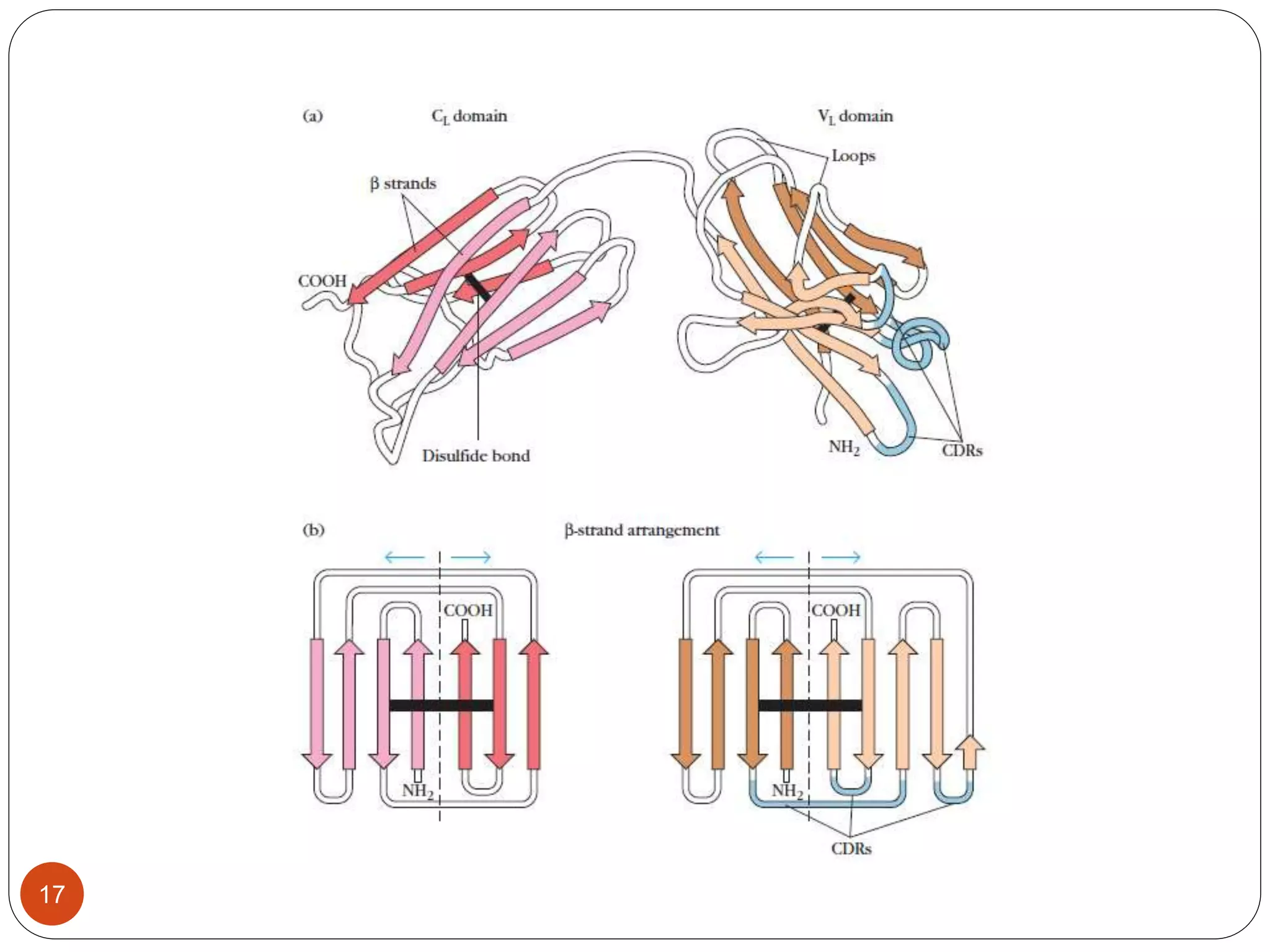 chapter 3 receptors and signaling pathway.ppt