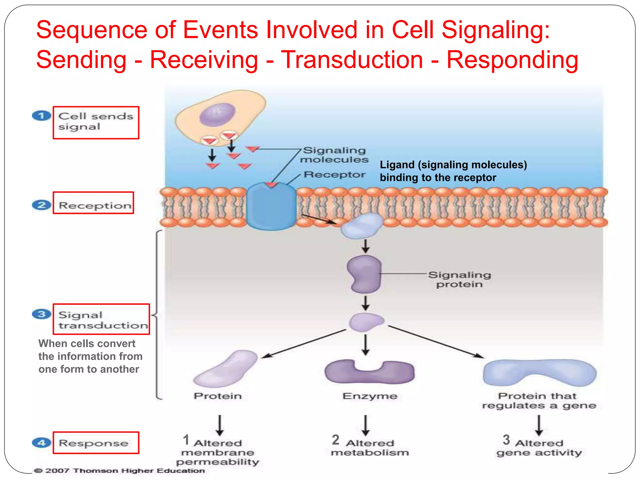 chapter 3 receptors and signaling pathway.ppt