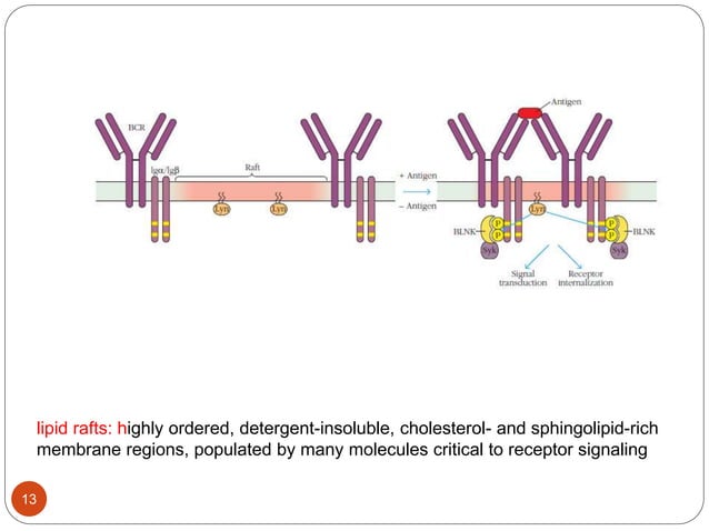 chapter 3 receptors and signaling pathway.ppt