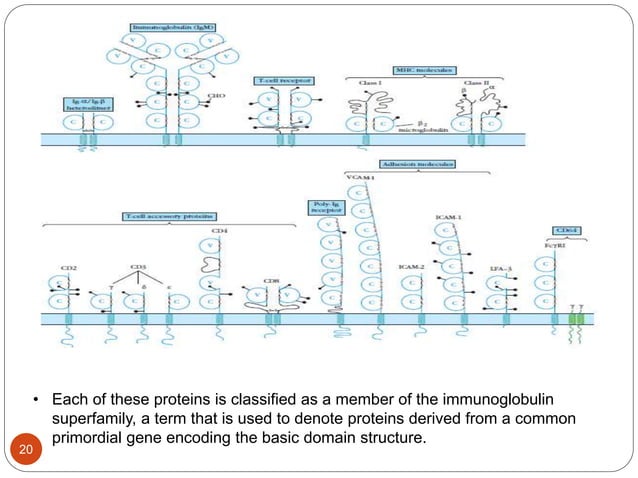 chapter 3 receptors and signaling pathway.ppt