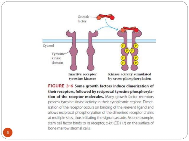 chapter 3 receptors and signaling pathway.ppt