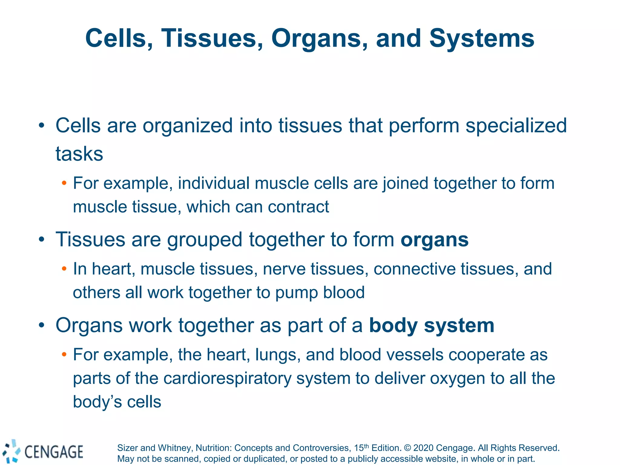 CHAPTER 3 REMARKABLE BODY | PPTX