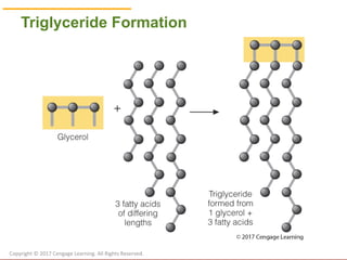 Chapter 4: Lipids | PPT