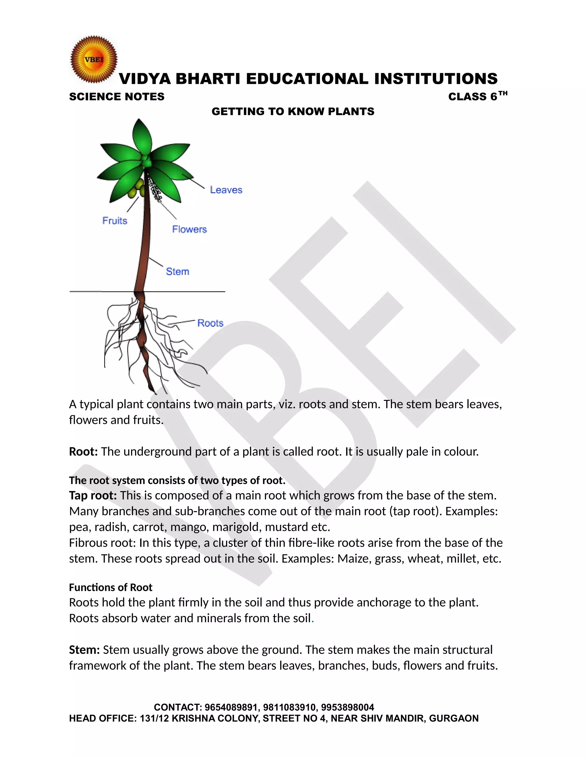 Chapter 4- Getting To know Plants | PDF
