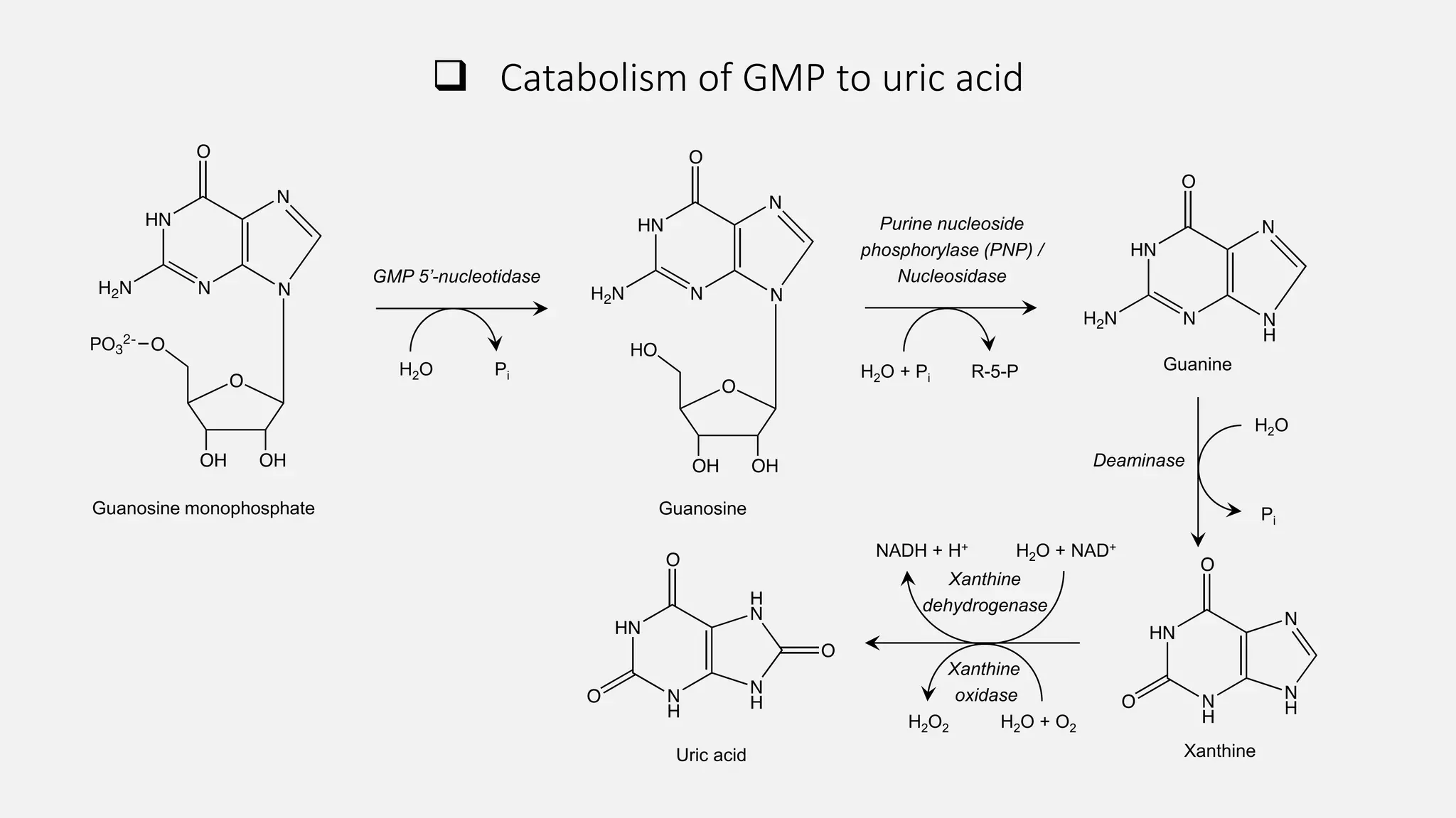 Nucleotide metabolism | PPTX