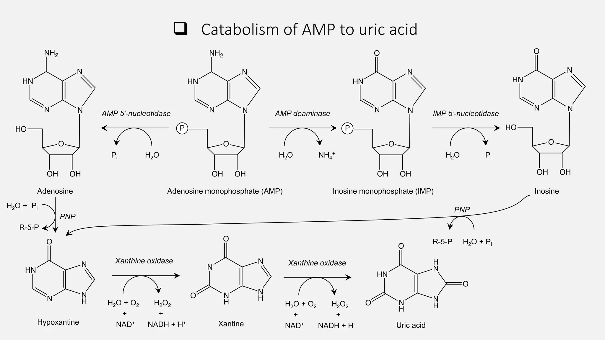 Nucleotide metabolism | PPTX