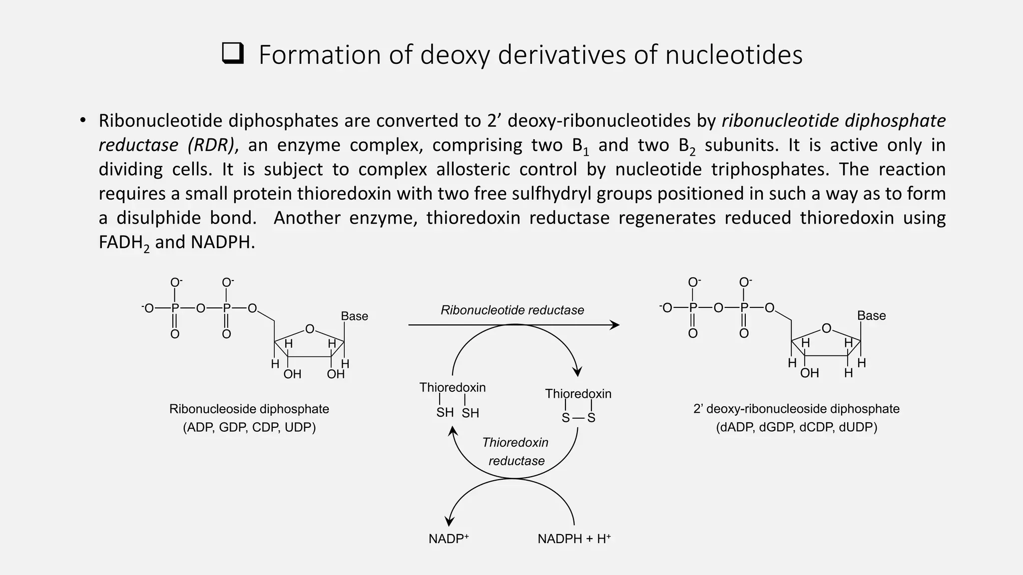 Nucleotide metabolism | PPTX