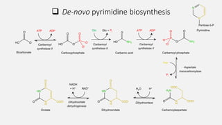 Nucleotide metabolism | PPTX