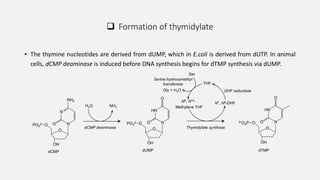 Nucleotide metabolism | PPTX
