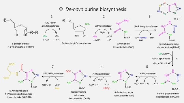 Nucleotide metabolism