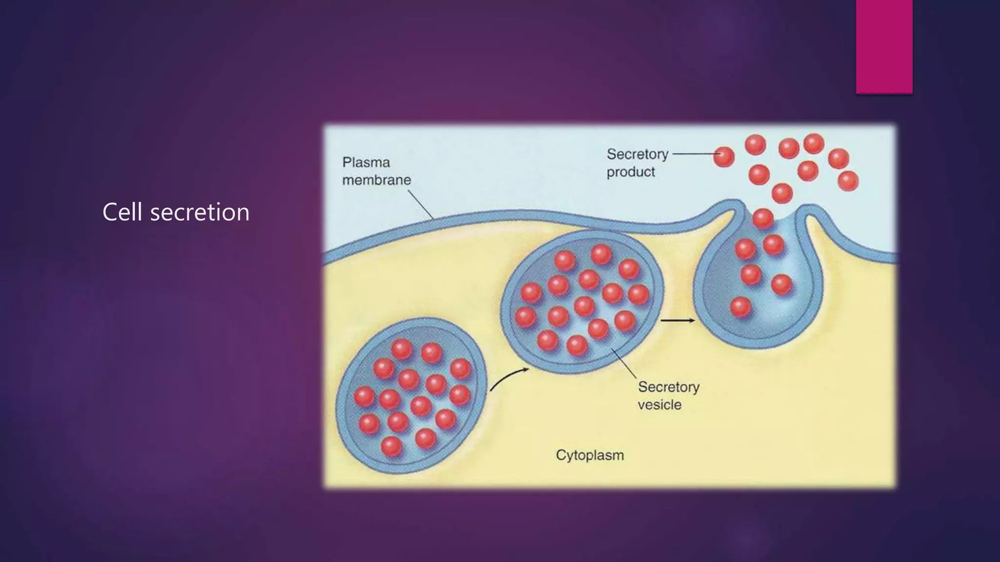 Cell biology ( 1st year chapter 4) | PPTX