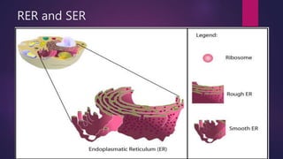 Cell biology ( 1st year chapter 4) | PPTX