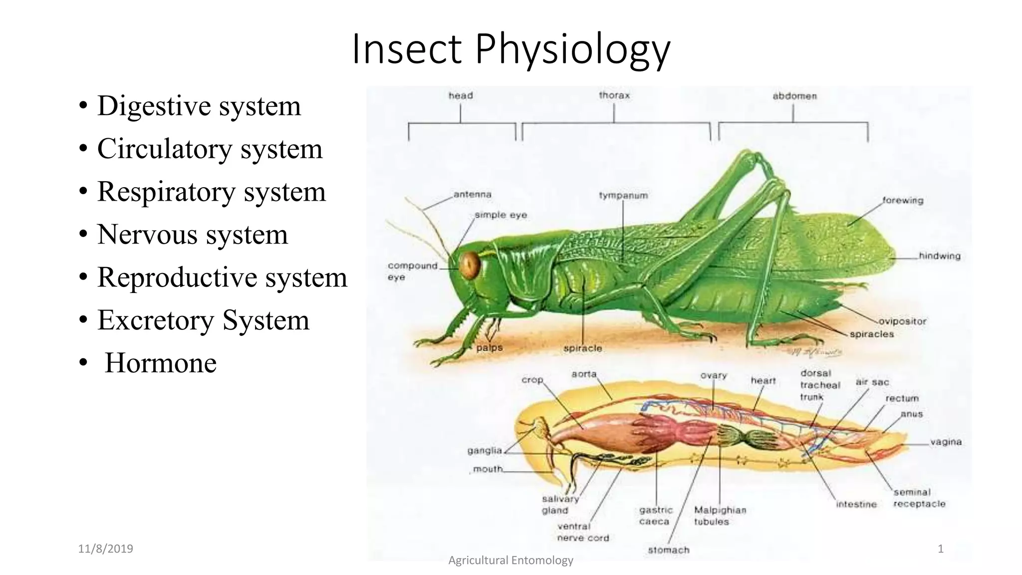 Chapter 4 INTERNAL STRUCTURE AND FUNCTION OF INSECT’S BODY (INSECT ...