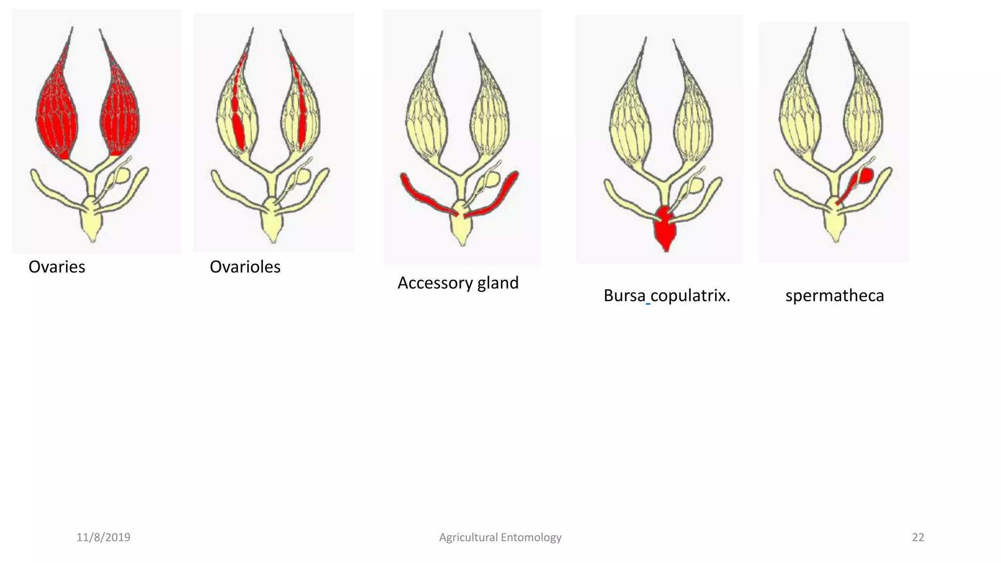 Chapter 4 INTERNAL STRUCTURE AND FUNCTION OF INSECT’S BODY (INSECT ...