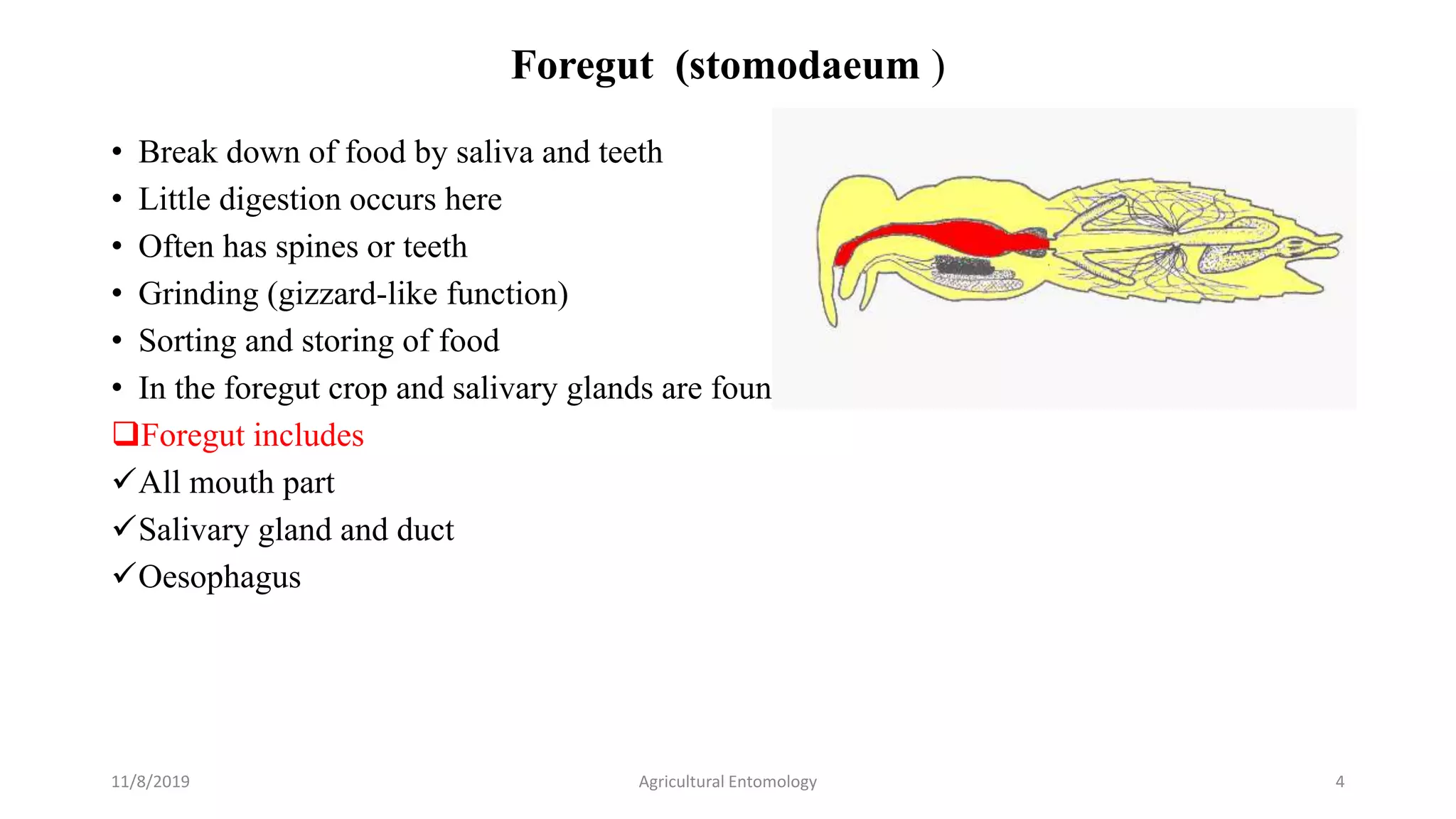 Chapter 4 INTERNAL STRUCTURE AND FUNCTION OF INSECT’S BODY (INSECT ...
