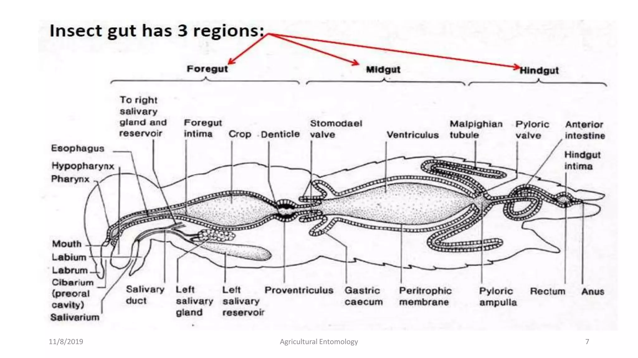 Chapter 4 INTERNAL STRUCTURE AND FUNCTION OF INSECT’S BODY (INSECT ...