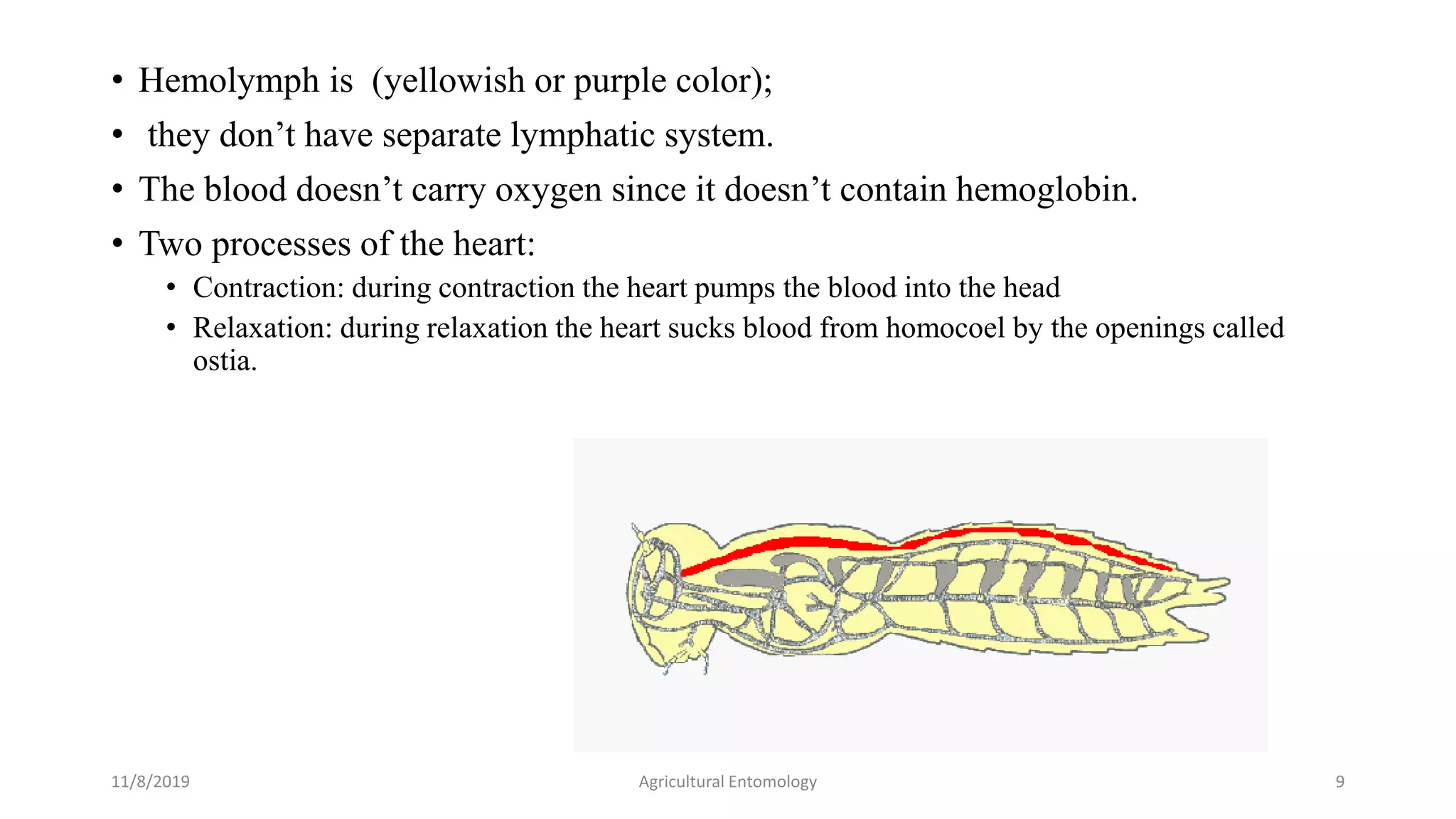 Chapter 4 INTERNAL STRUCTURE AND FUNCTION OF INSECT’S BODY (INSECT ...