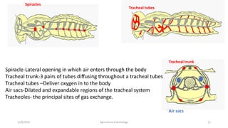 Chapter 4 INTERNAL STRUCTURE AND FUNCTION OF INSECT’S BODY (INSECT ...